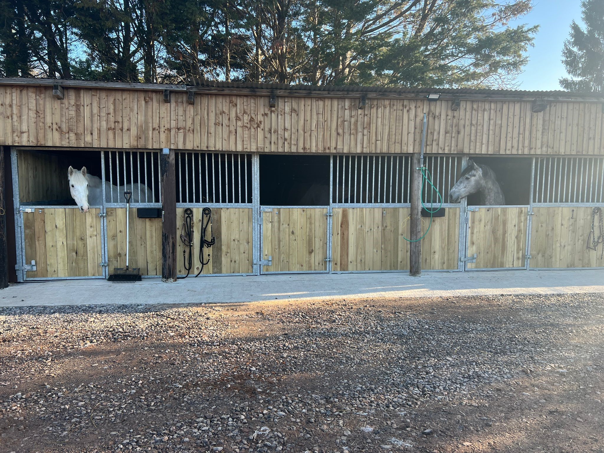 Gallery - Horse Riding Lessons in London