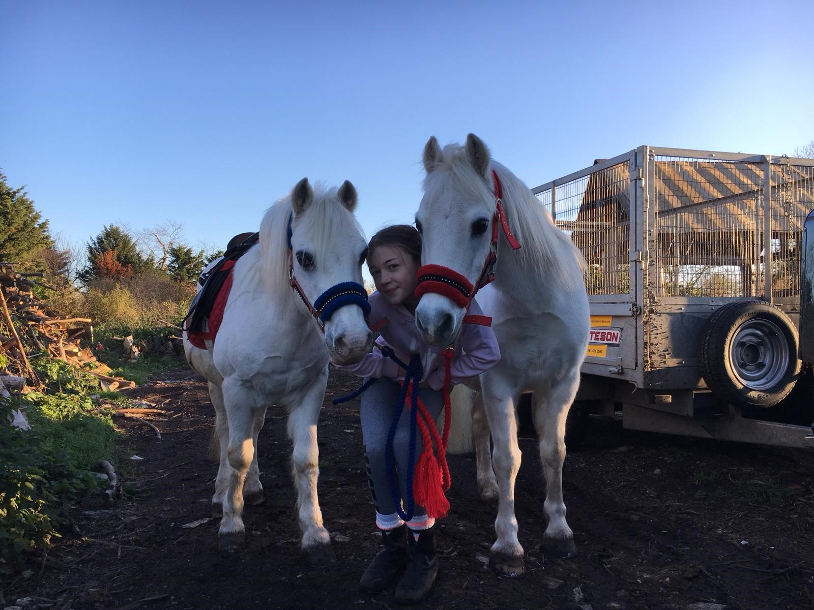 Gallery - Horse Riding Lessons in London
